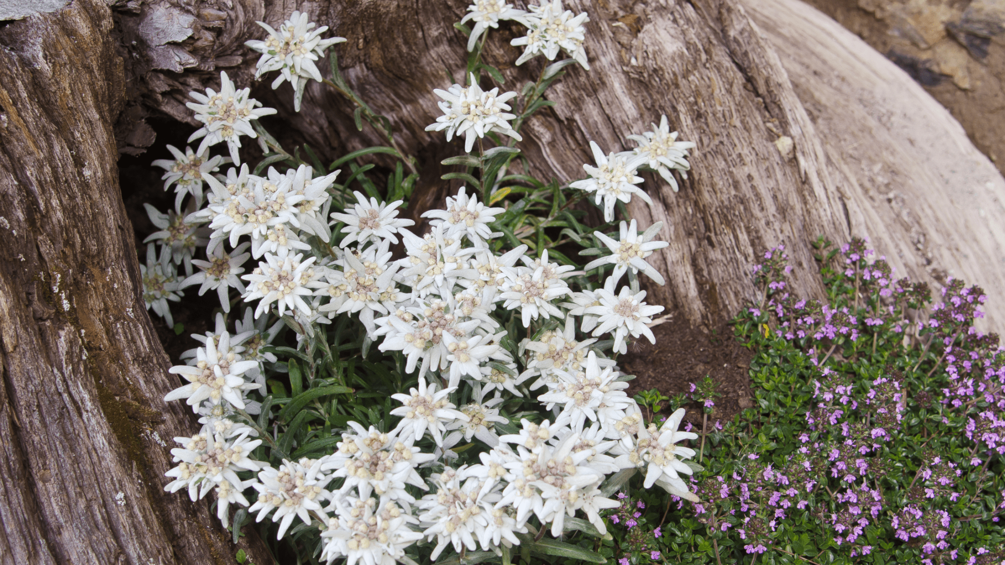 What is Edelweiss Extract and what does it do for dry skin – Simply ...
